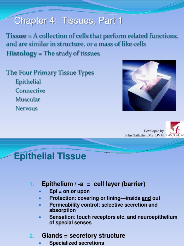 ANATOMI - Chapter4TissuesMariebPart1 | PDF | Epithelium | Anatomy