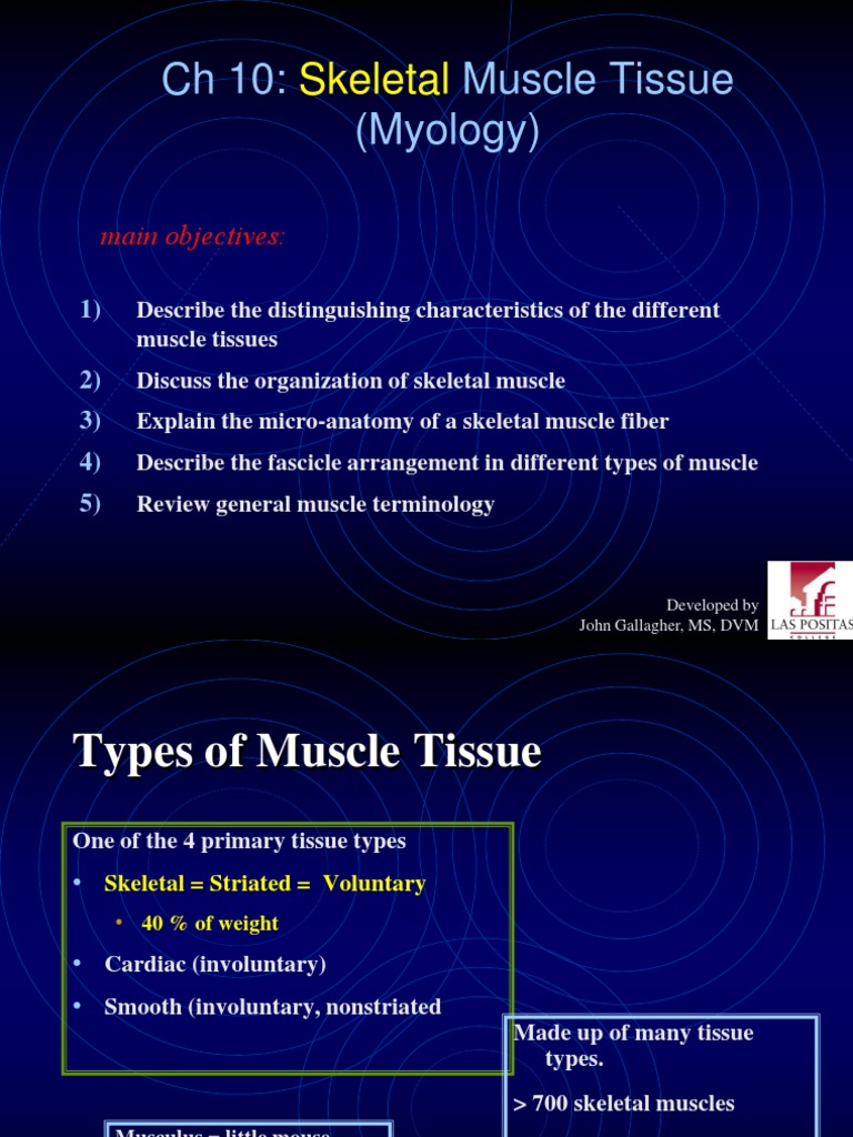 ANATOMI - Chapter10MuscleTissueMarieb | PDF | Myocyte | Skeletal Muscle