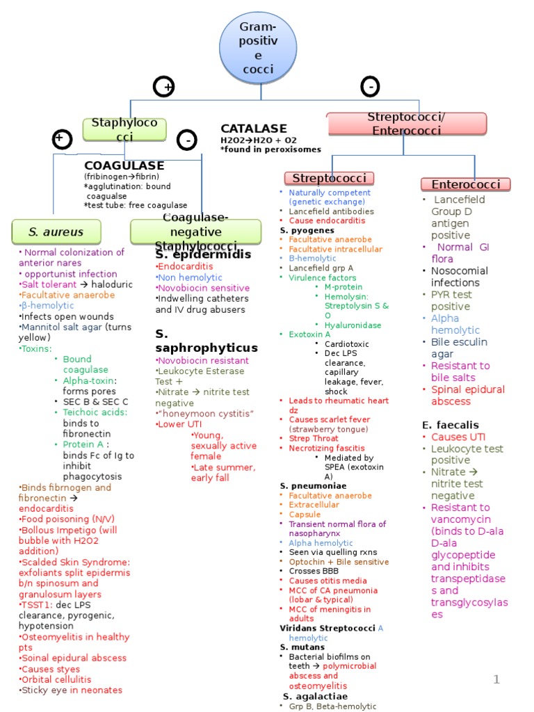 Bacteria Charts - Comprehensive | PDF | Streptococcus | Infection