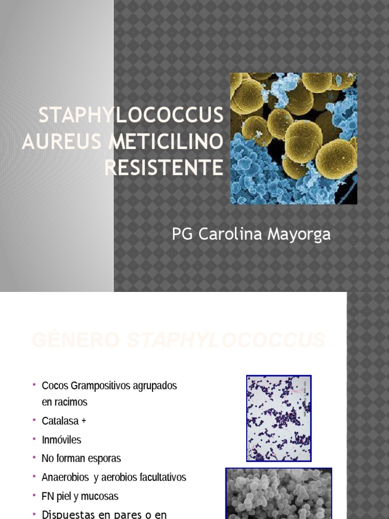 Staphylococcus Aureus Meticilino Resistente | PDF | Staphylococcus Aureus | Antibióticos