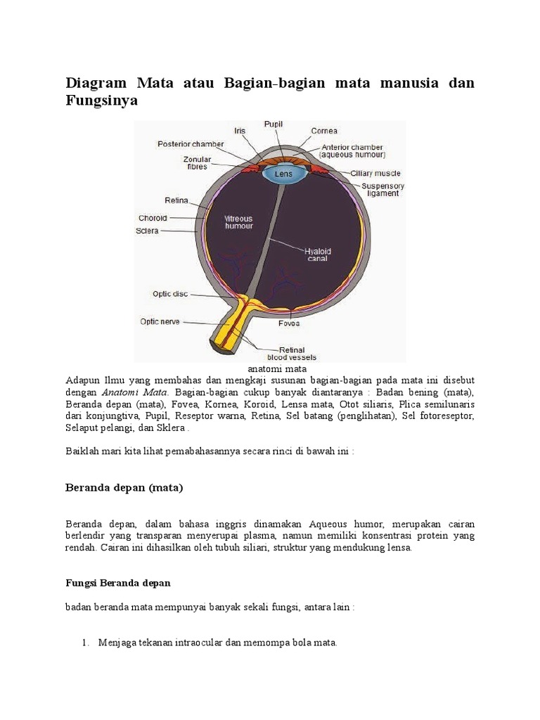 Diagram Mata Dan Bagian Bagiannya | PDF