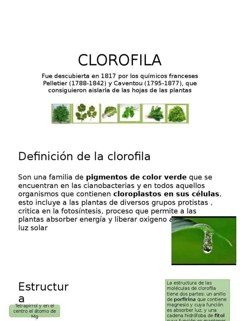 Función y Propiedades de la Clorofila | PDF | Clorofila | Plantas