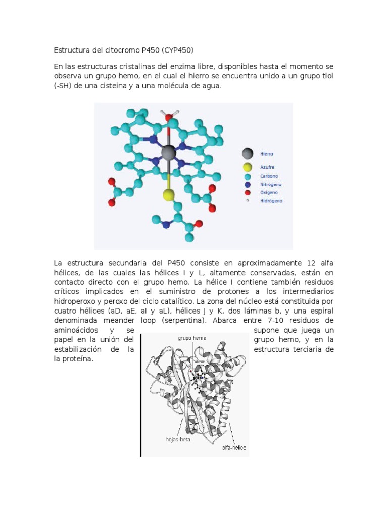 Estructura Del Citocromo P450 | Citocromo P450 | Enzima