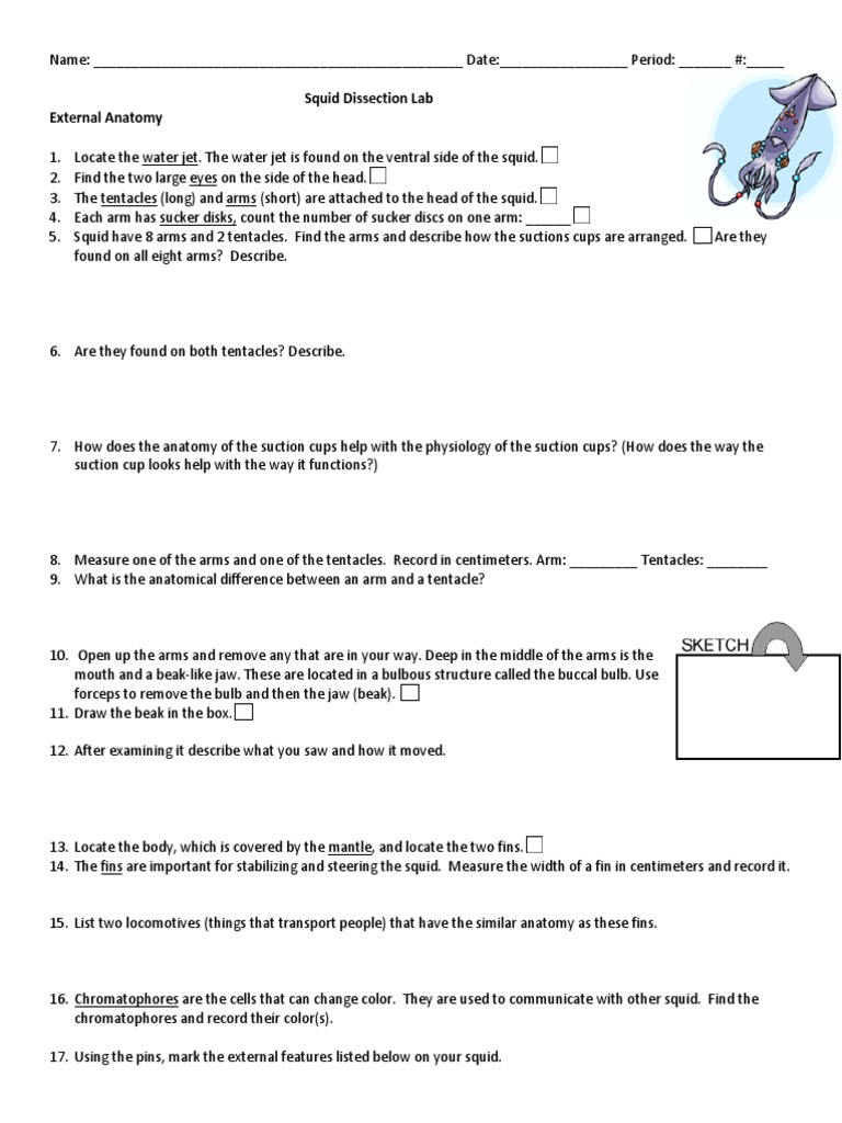 2015 Squid Dissection Lab | PDF | Tentacle | Anatomy