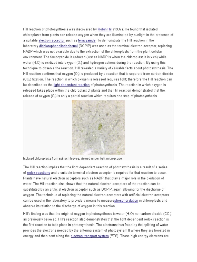Hill Reaction | Download Free PDF | Photochemistry | Biochemistry