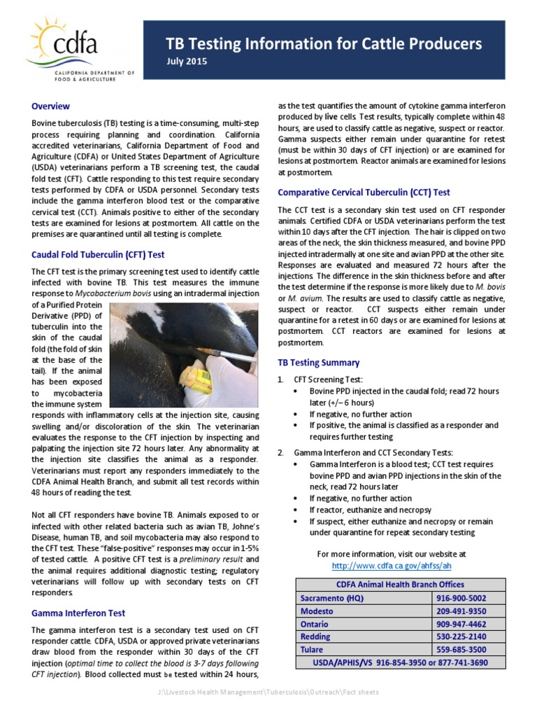 TB Testing Fact Sheet PDF | PDF | Tuberculosis | Mycobacterium