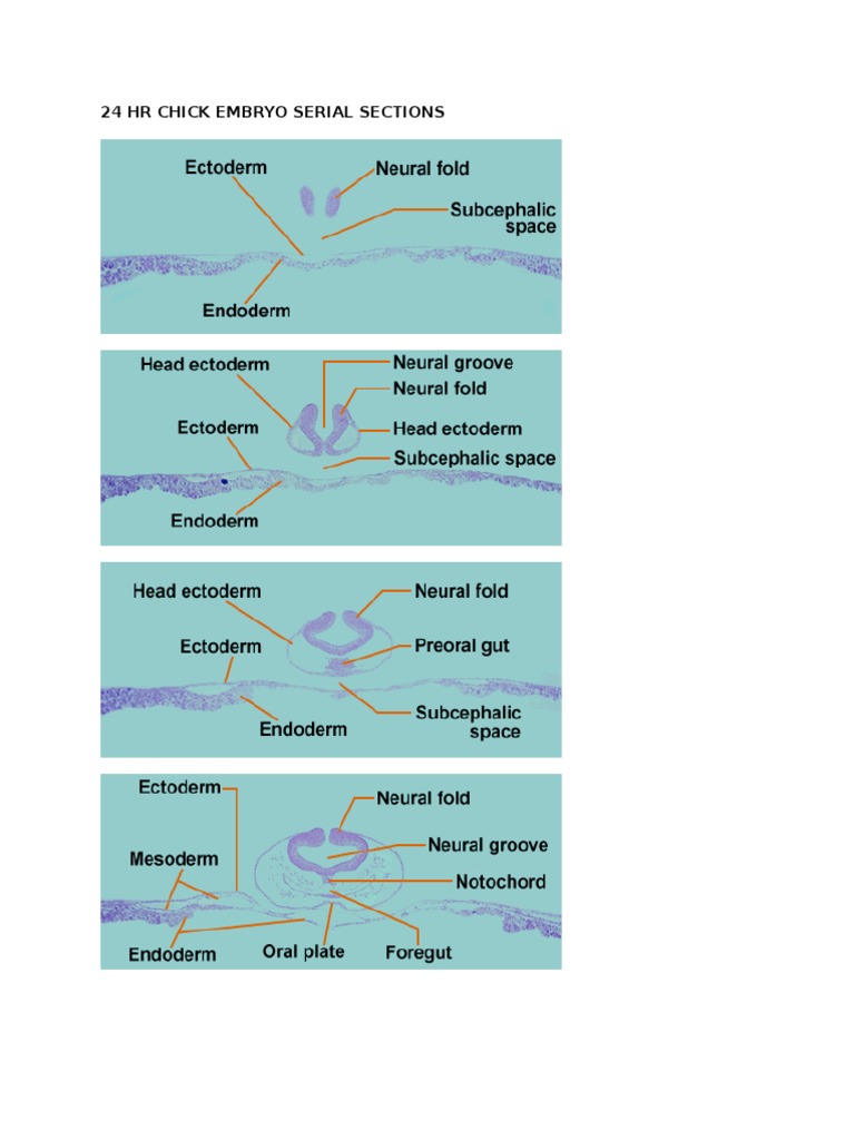 24 HR Chick Embryo Serial Sections | PDF