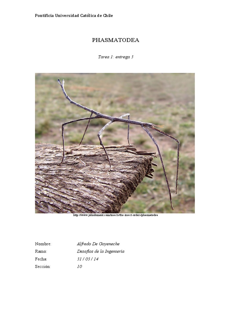 Insepto Palo | PDF | Insectos | Naturaleza