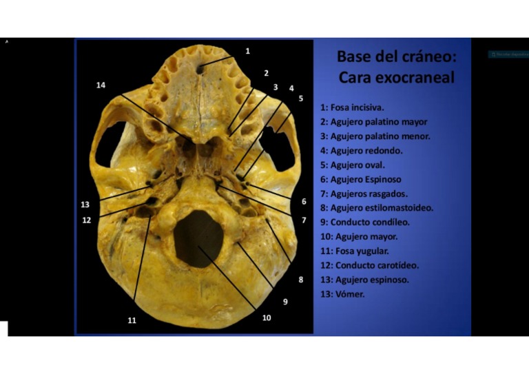 Base Del Cráneo. Cara Exocraneal | PDF