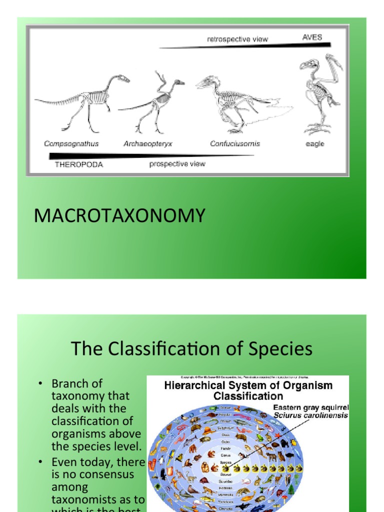 Macrotaxonomy | PDF | Taxonomy (Biology) | Evolutionary Biology