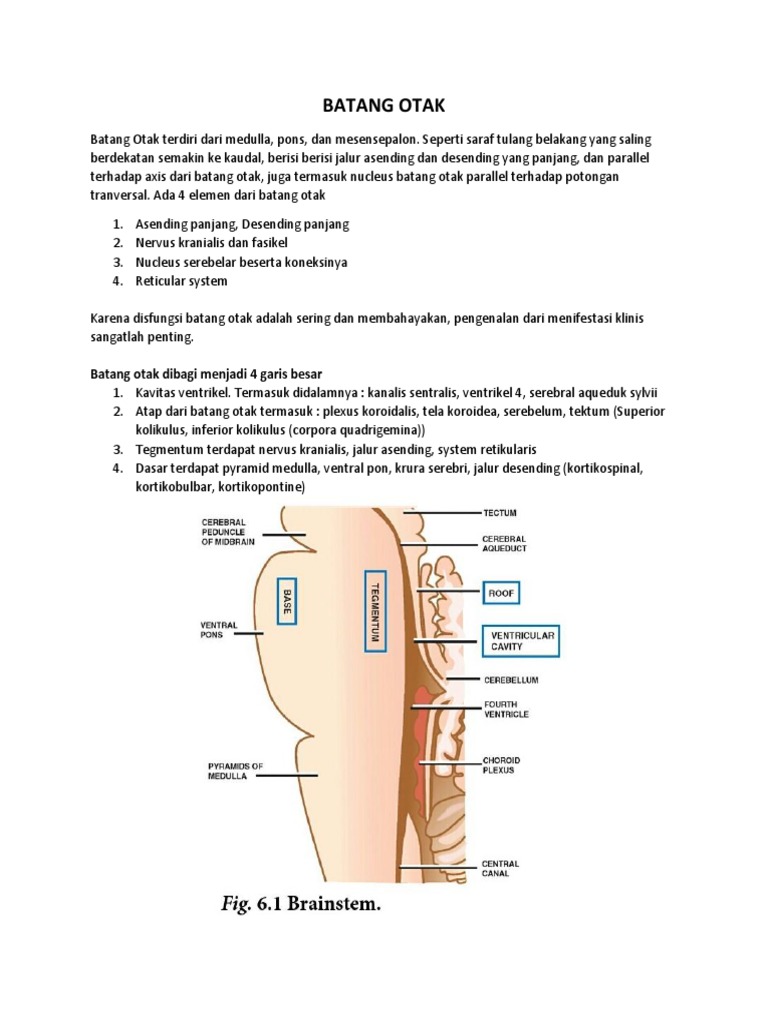 Batang Otak | PDF