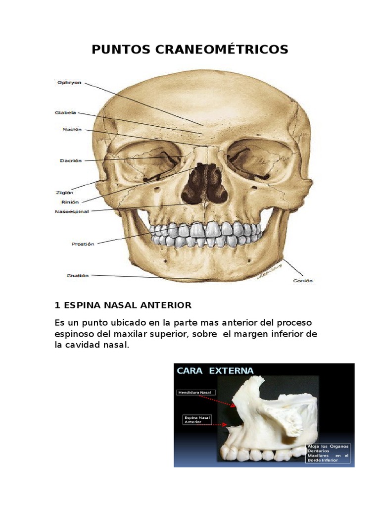 Puntos Craneométricos y Anatomía Facial | PDF