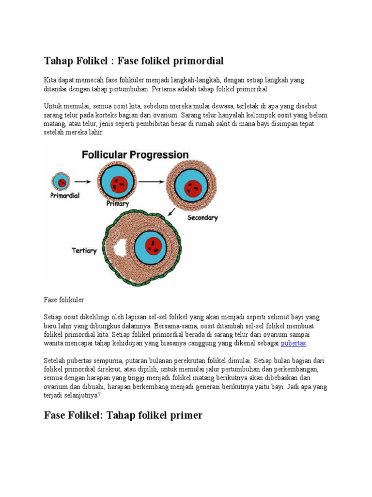 Tahap Folikel | PDF