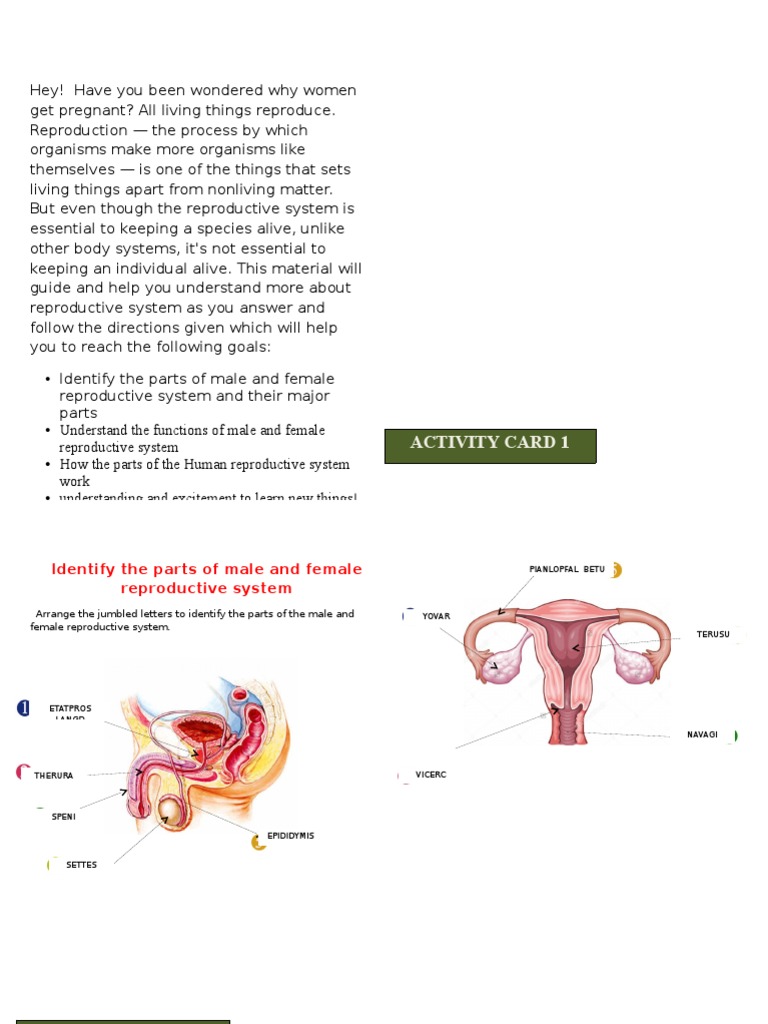 Reproductive System SIM | Testicle | Vagina