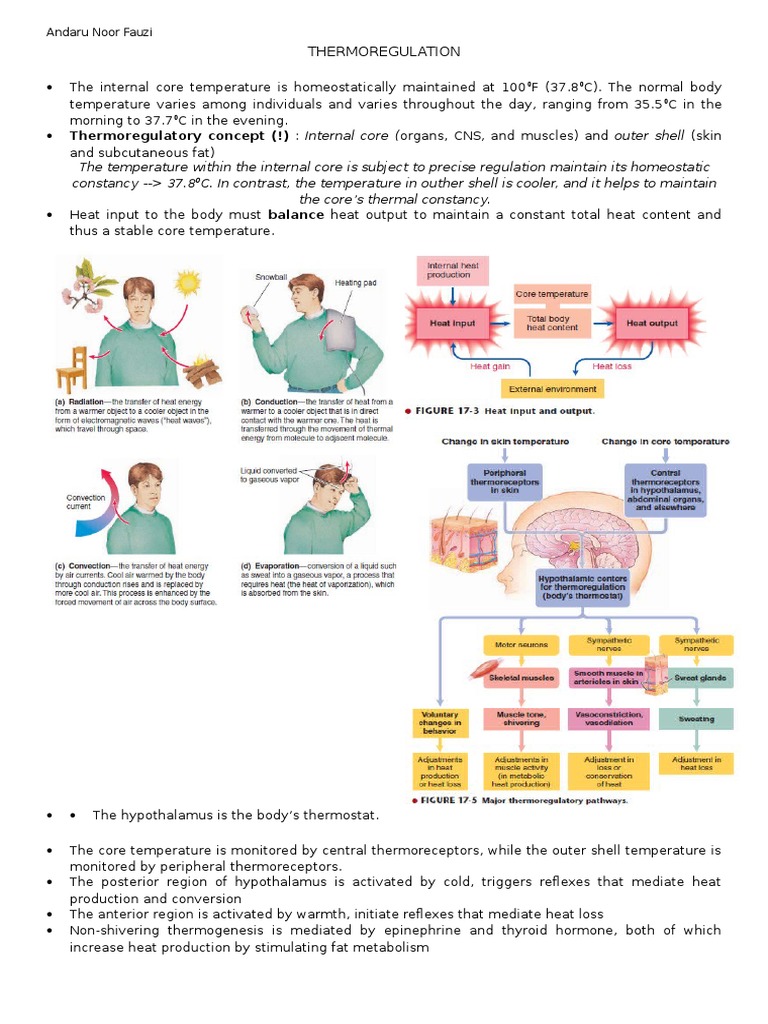 Thermoregulatory Concept (!) : Internal Core (Organs, CNS, and Muscles ...