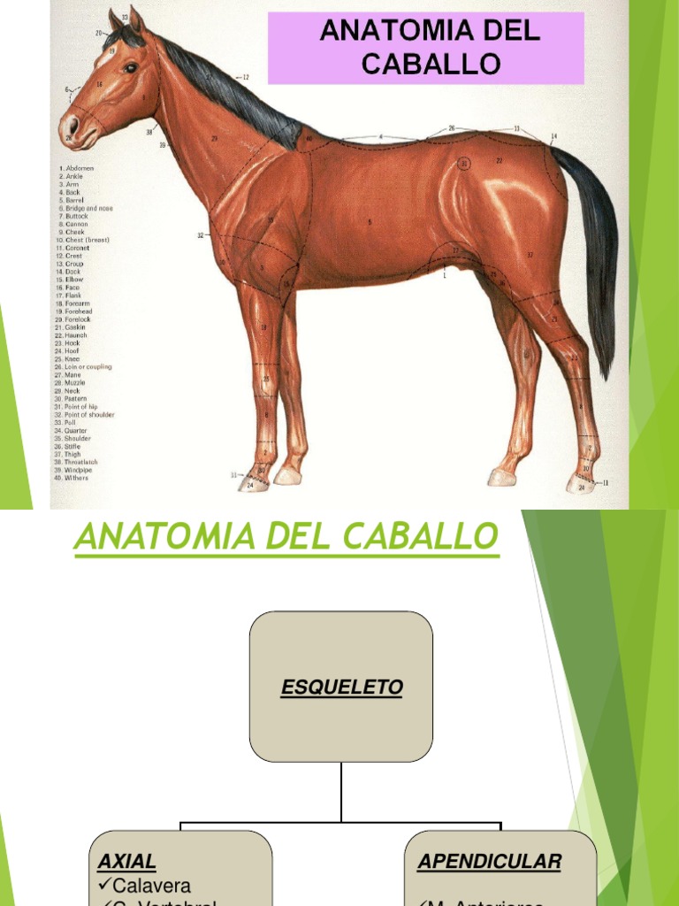 Anatomia, Conformacion y Fisiologia Del Caballo | Intestino grueso ...