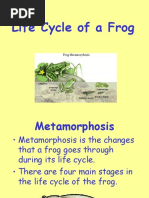 Lizard Life Cycle Stages Explained | PDF