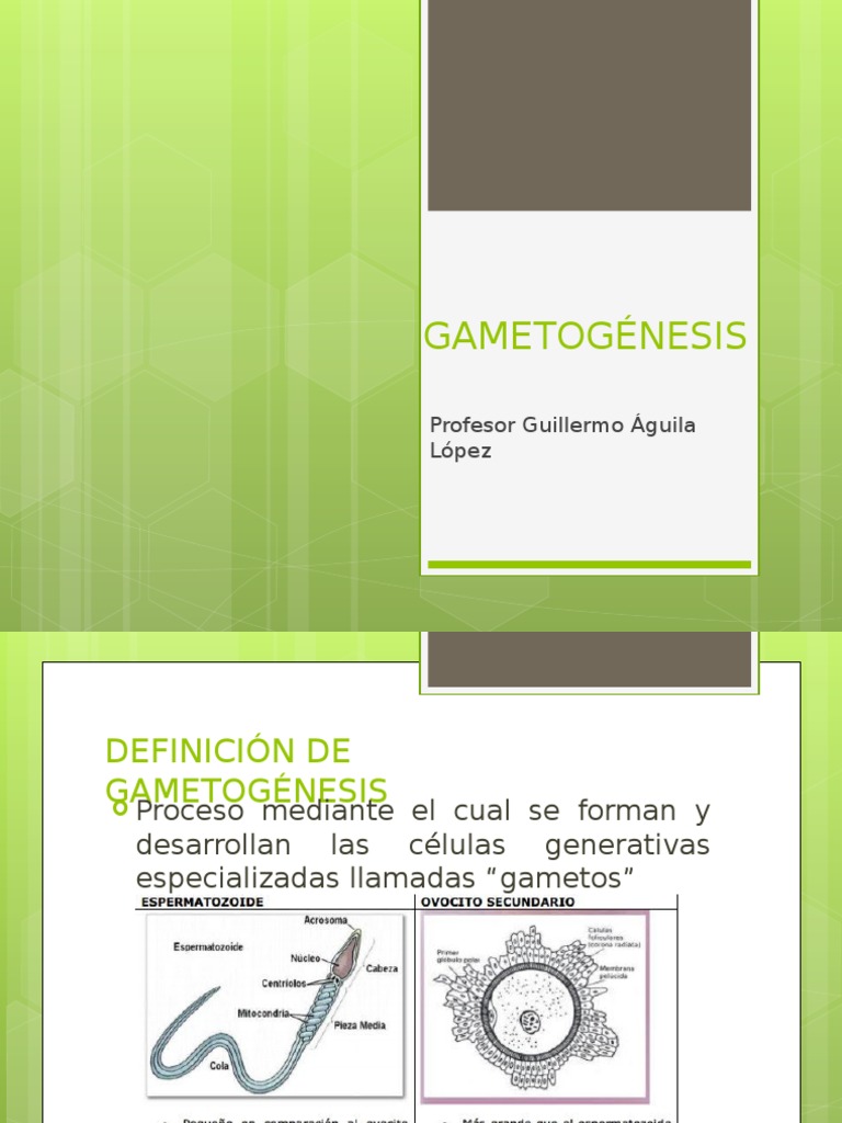 GAMETOGÉNESIS | PDF