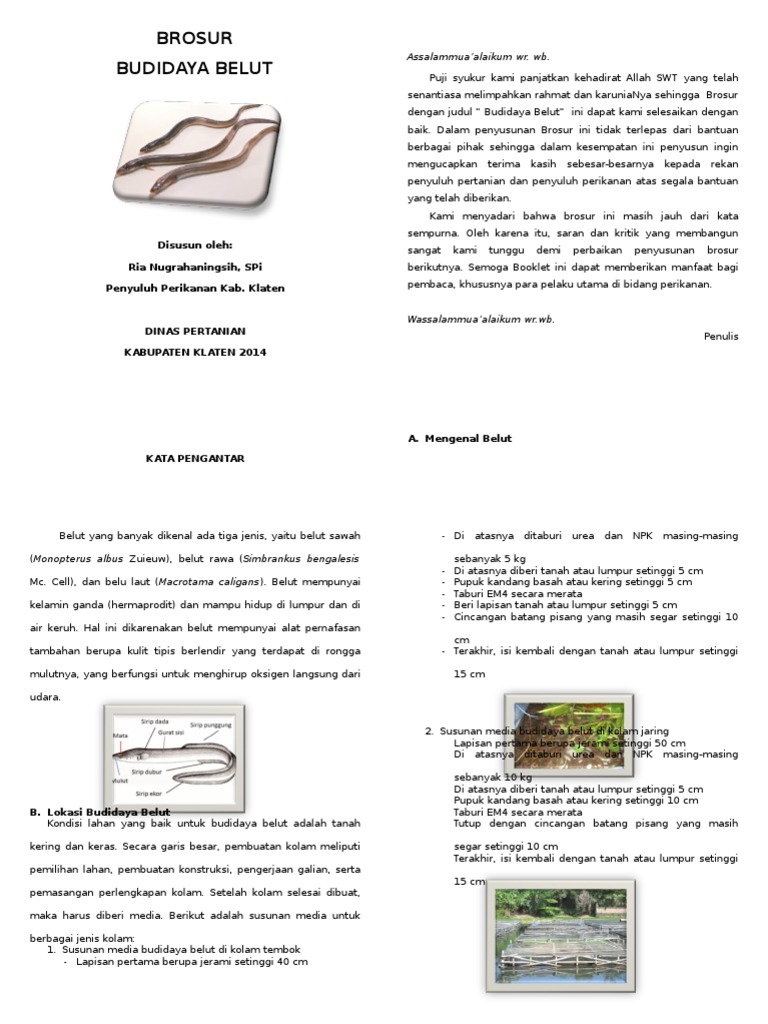 Brosur Budidaya Belut | PDF