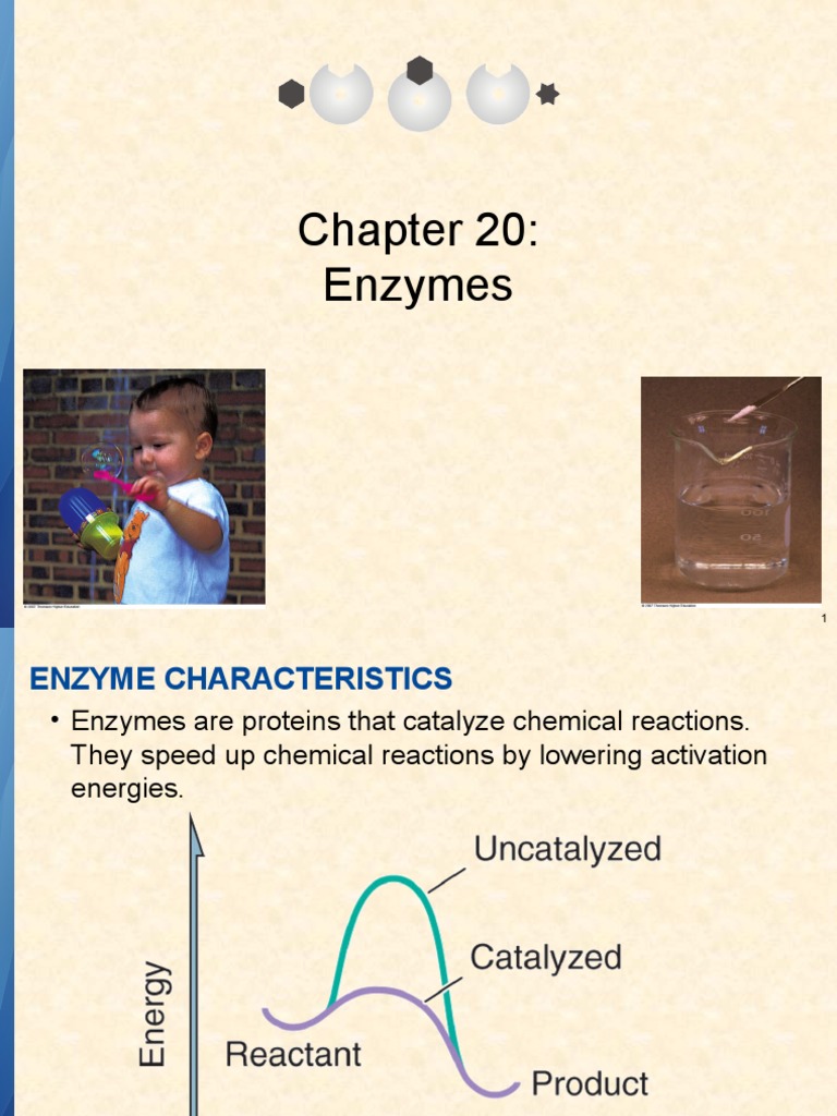 Enzymes Speed Up Reactions | PDF | Active Site | Enzyme