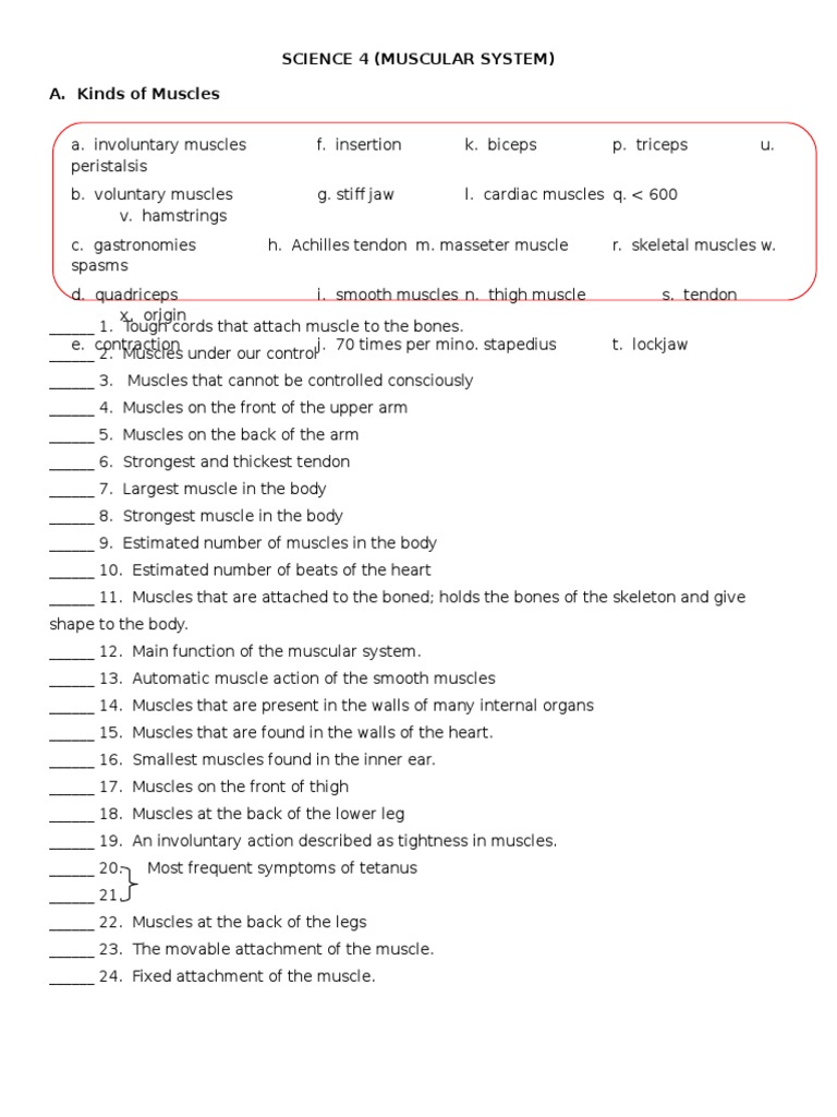 Muscular System | PDF | Muscle | Animal Anatomy