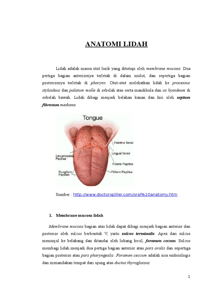 Anatomi Lidah | PDF