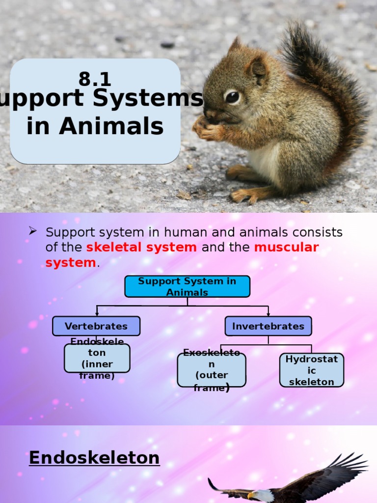 Support Systems in Animals | PDF | Skeleton | Zoology