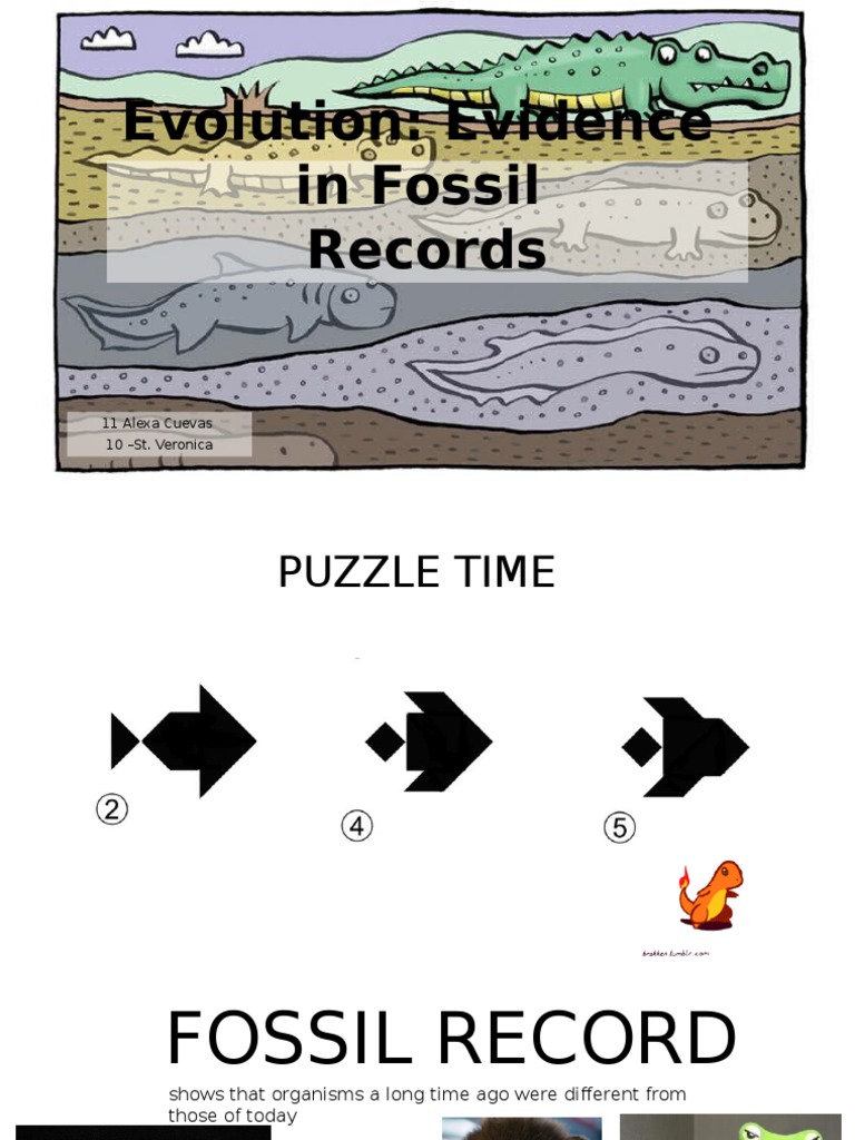Evolution: Evidence in Fossil Records | PDF | Social Science | Science ...