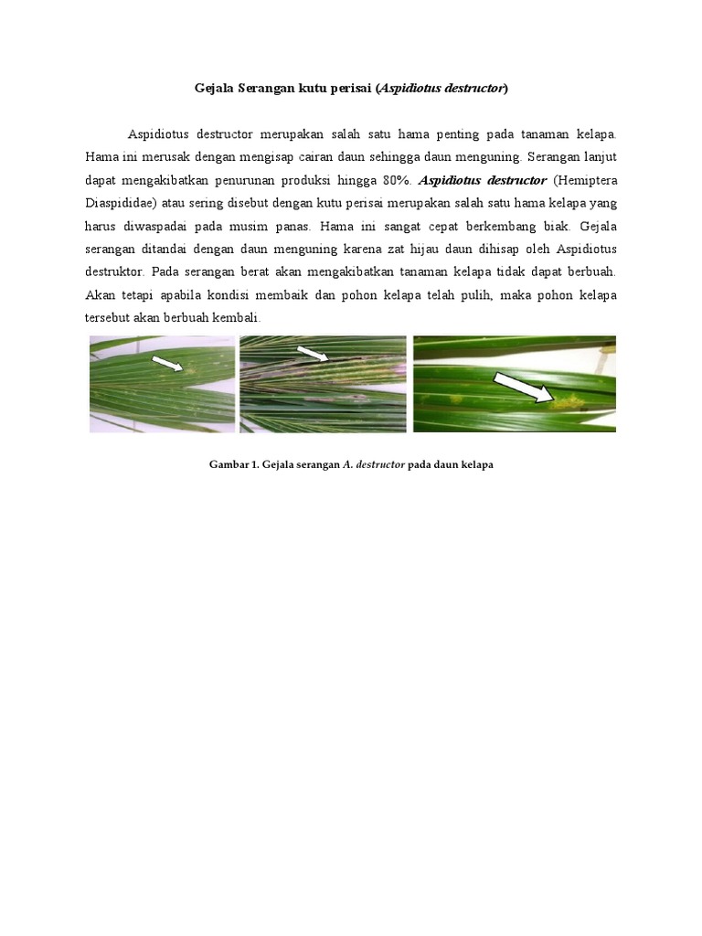 Gejala Serangan Kutu Perisai | PDF