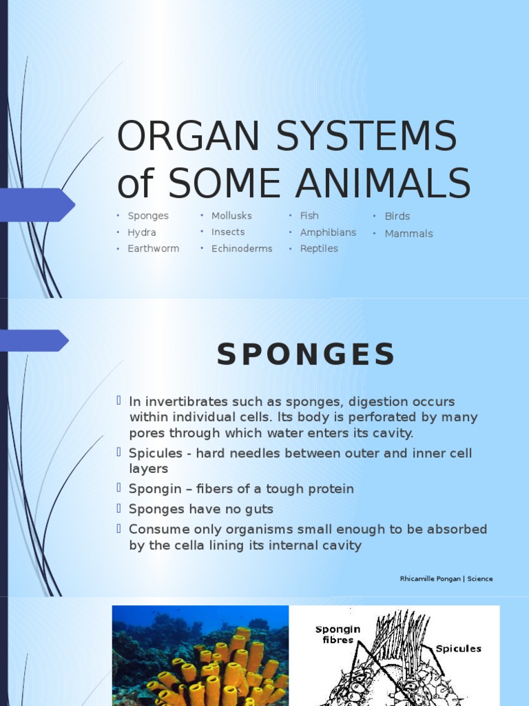 Organ Systems of Some Animals | PDF | Science & Mathematics