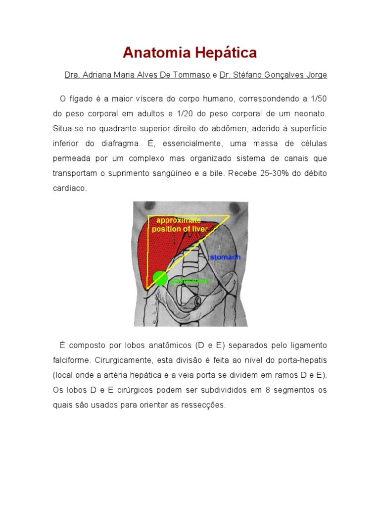 Anatomia Hepática | PDF | Fígado | Anatomia