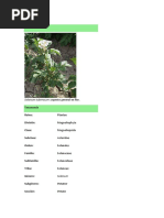 Morfologia Papa | PDF | Tallo de la planta | Patata