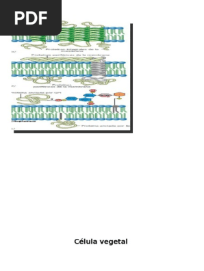 Hoja De Trabajo Sobre La Estructura Y Función Celular: Respuestas