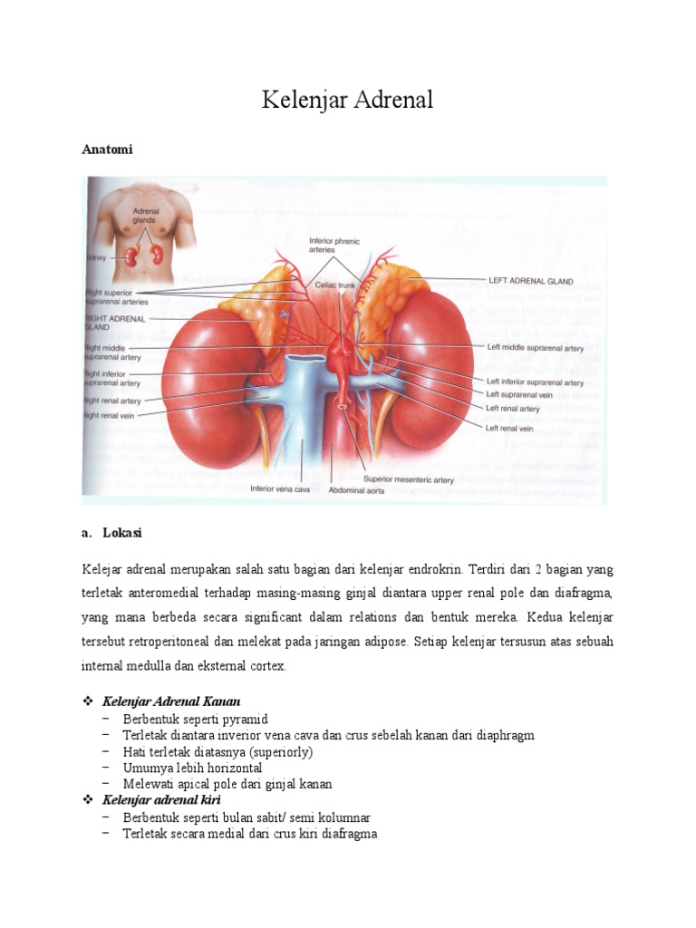 Anatomi Kelenjar Adrenal