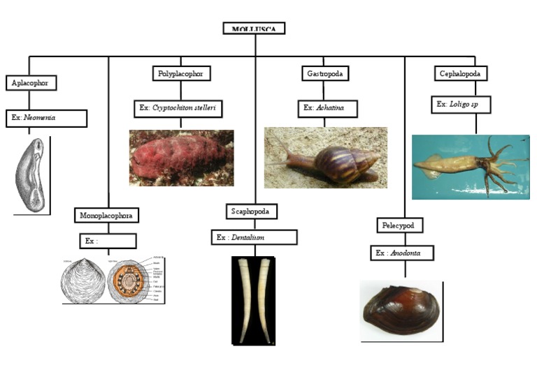 Mollusca Classification | PDF
