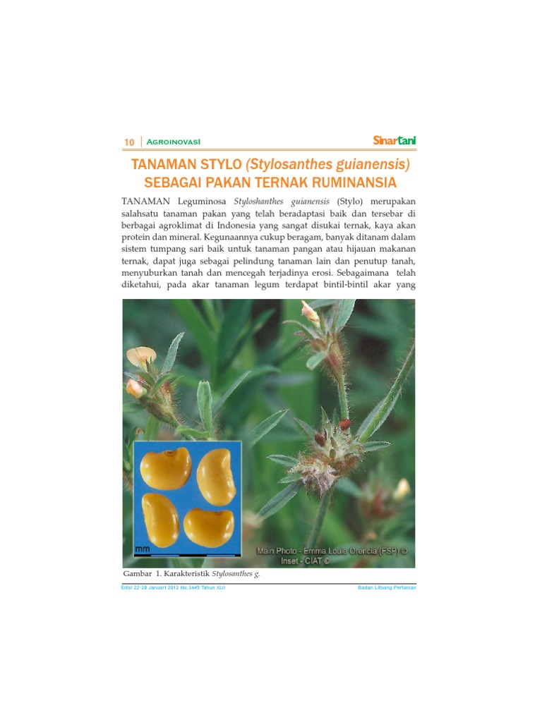 Tanaman Stylo Stylosanthes | PDF