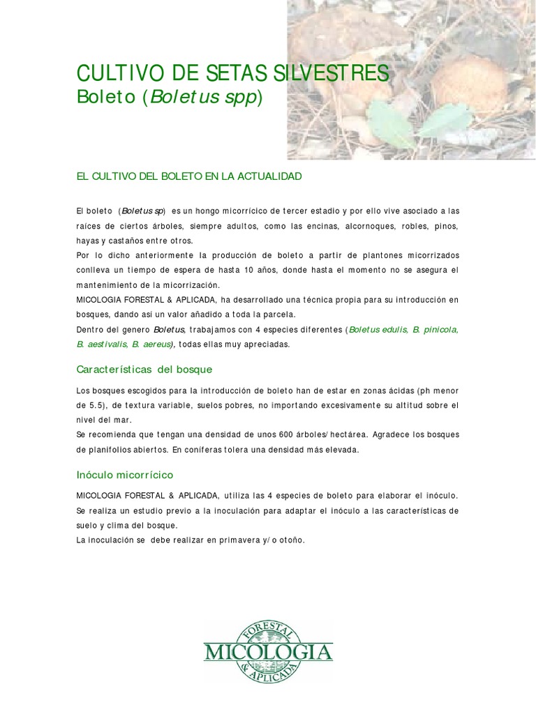 Cultivo Boletus | PDF | Los bosques | Siembra