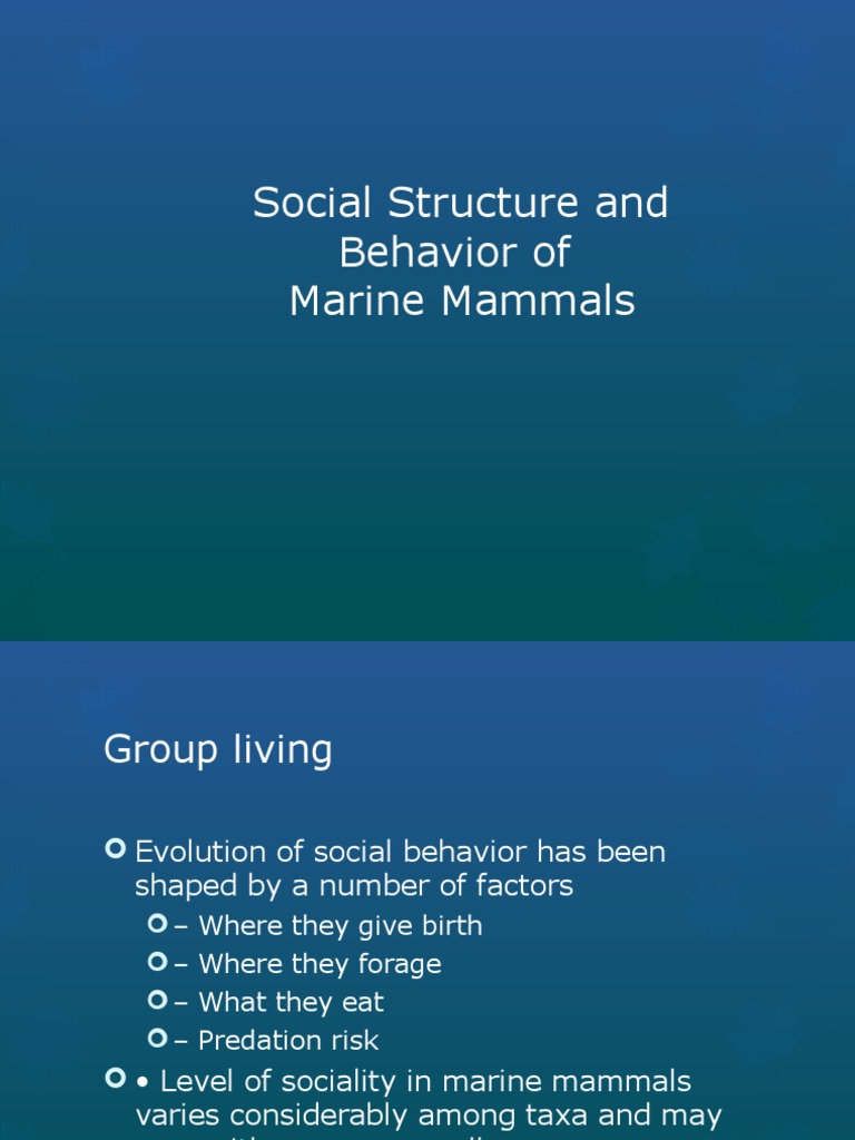 Social Structure and Behavior | PDF | Marine Mammals | Cetacea