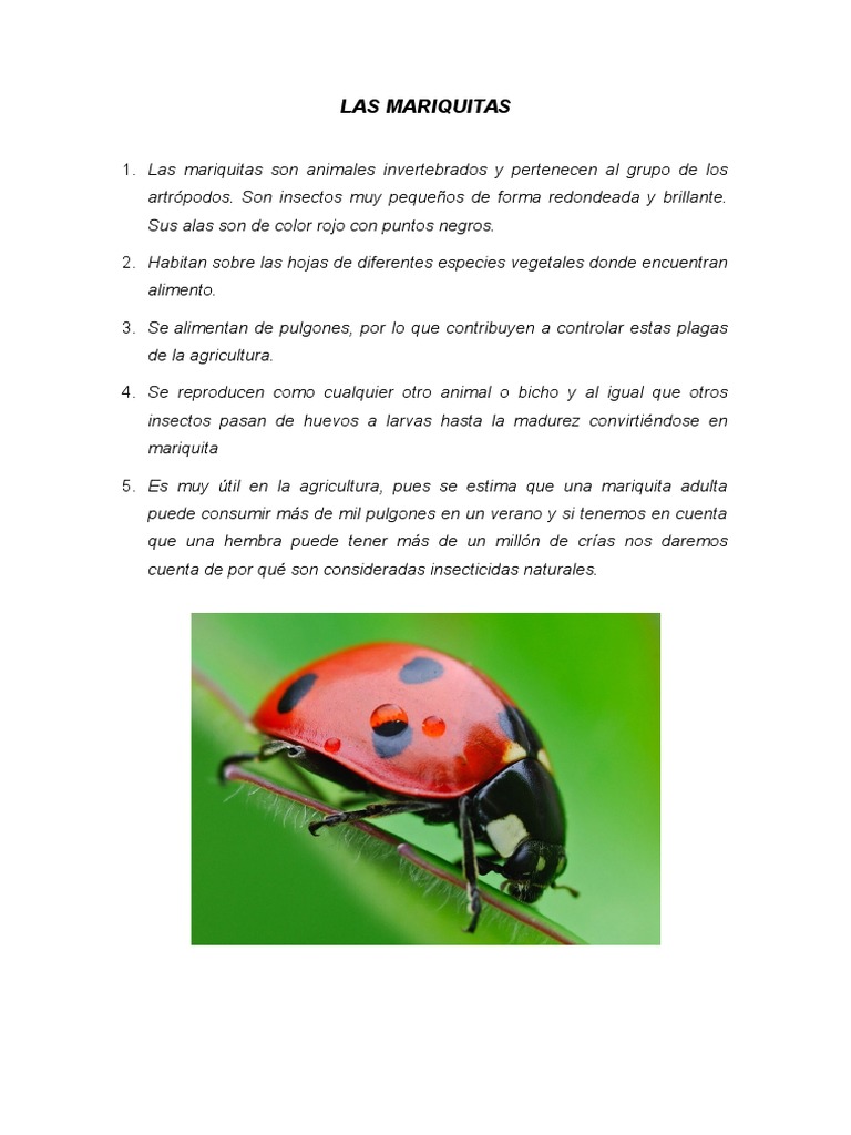 Características de la mariquita para niños | PDF