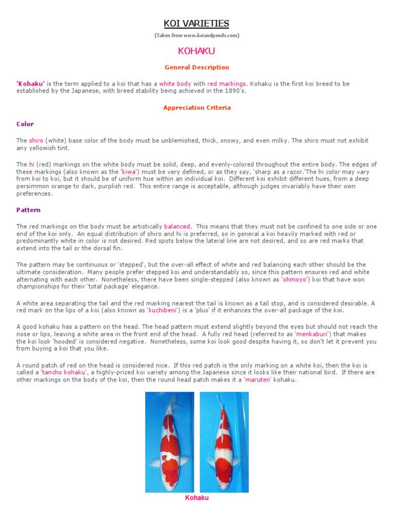 Koi Varieties | PDF | Fish | Aquatic Vertebrates