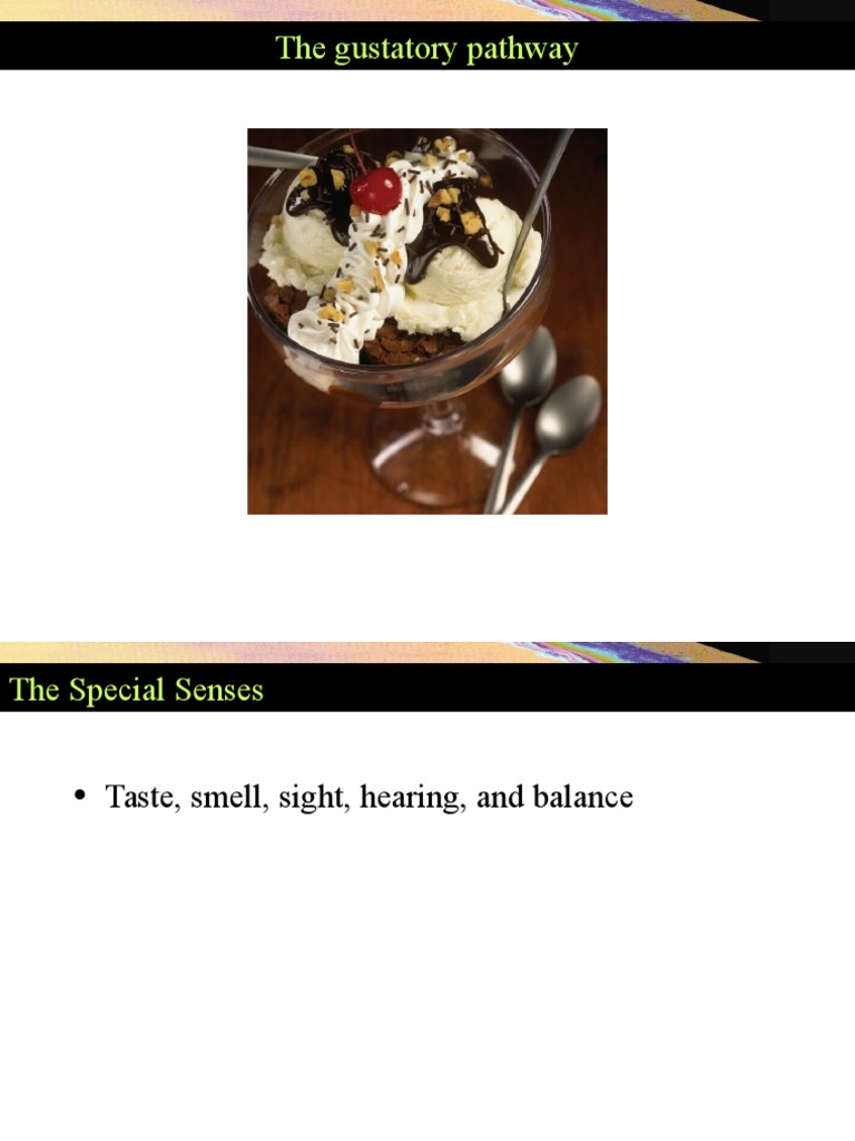 Taste Pathway | PDF | Taste | Nervous System