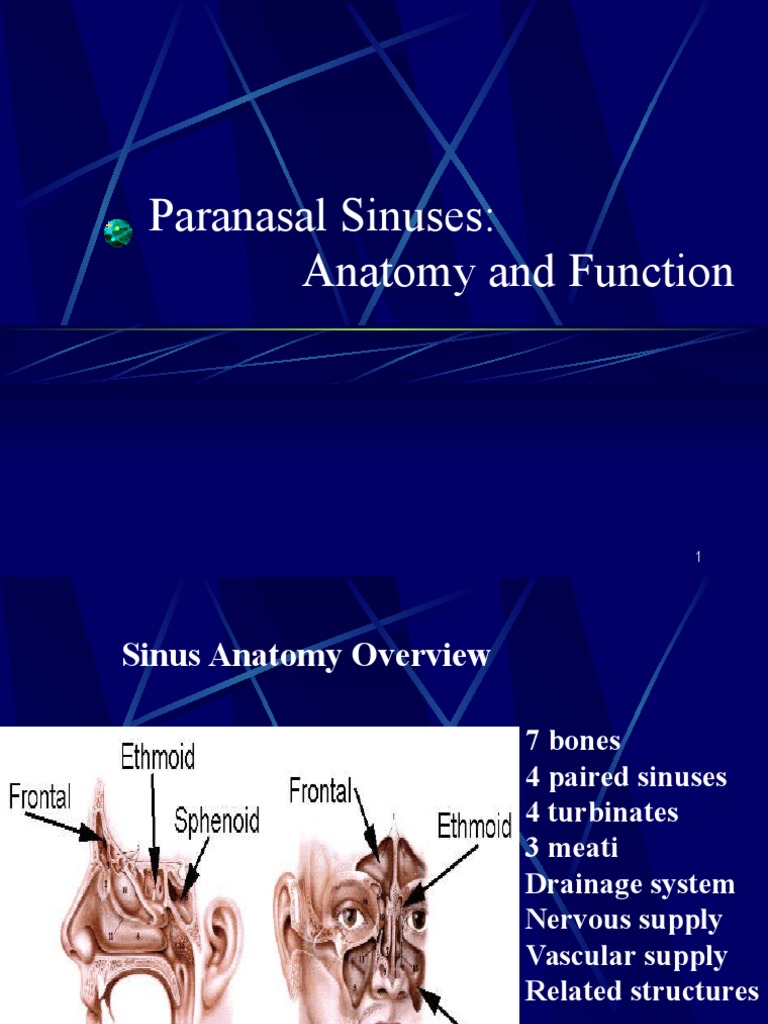 Paranasal Sinuses: Anatomy and Function | PDF | Anatomy | Human Nose
