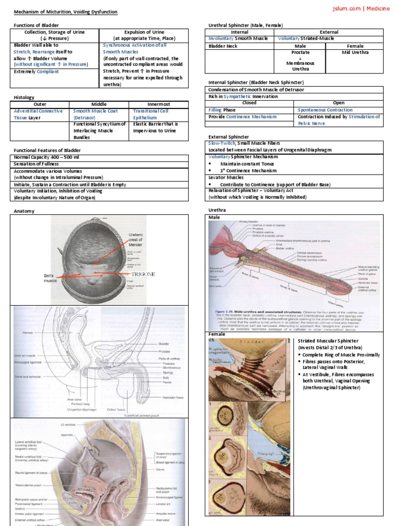 Mechanism of Micturition | Urinary Bladder | Urinary Incontinence