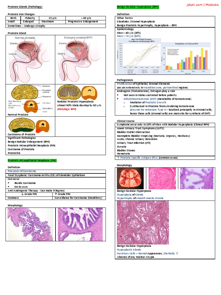 Prostate Glands | PDF | Prostate Specific Antigen | Prostate Cancer