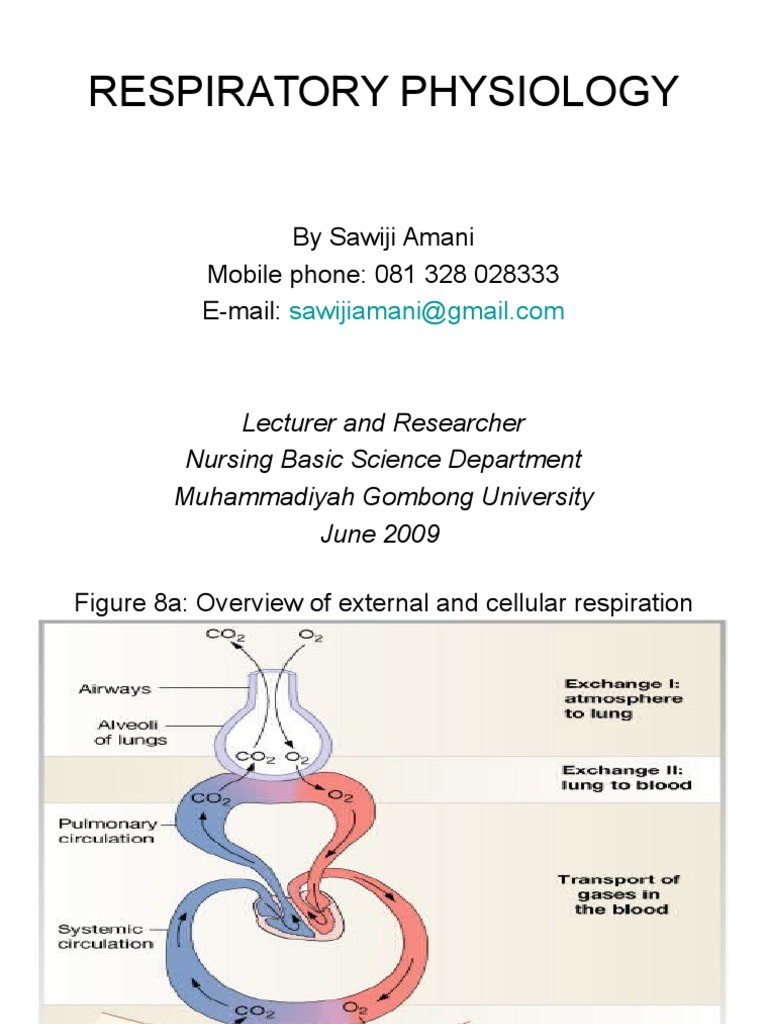 08 Respiratory Physiology | PDF