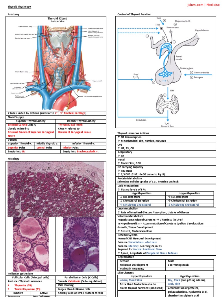 Thyroid Physiology | Thyroid | Glands