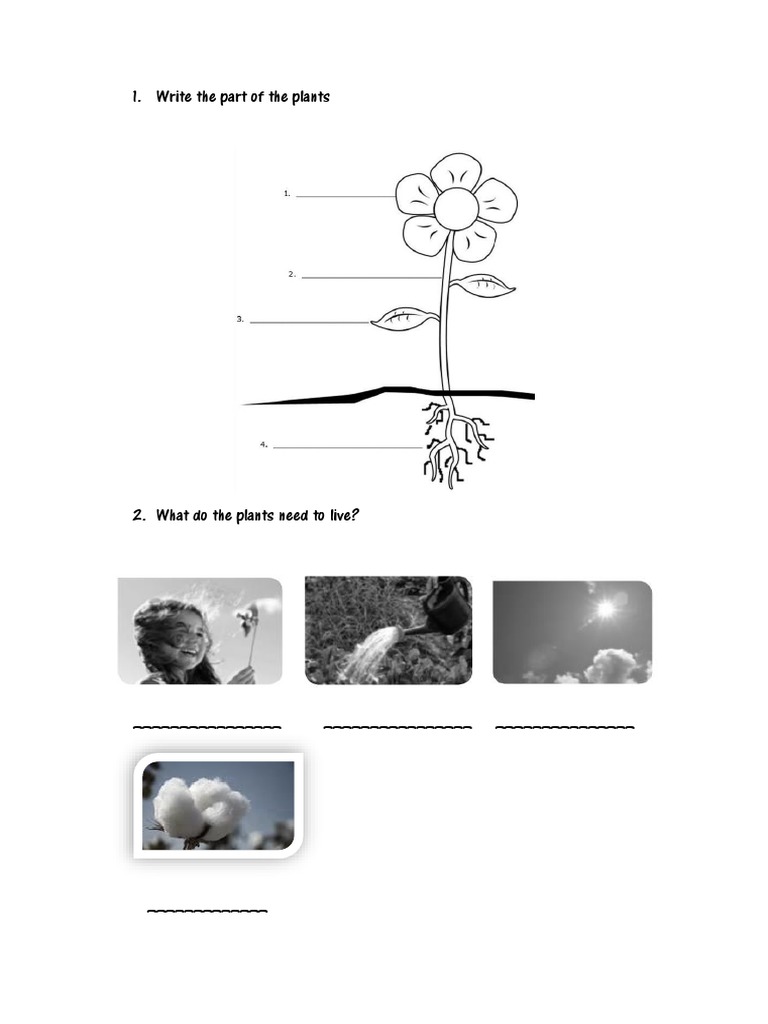 Write The Part of The Plants | PDF | Games & Activities