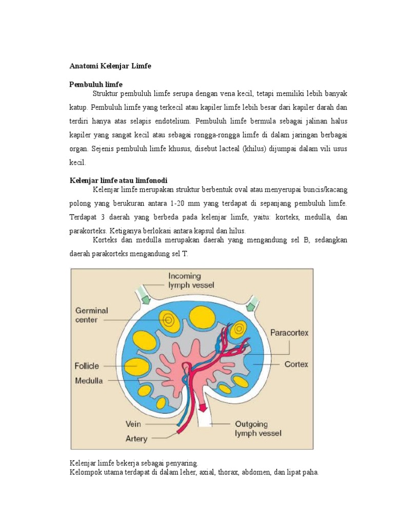 Anatomi dan Fungsi Kelenjar Limfe | PDF