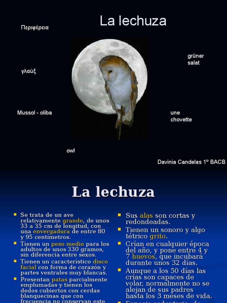 Características y Hábitos de la Lechuza | PDF | Strigiformes | Aves de ...