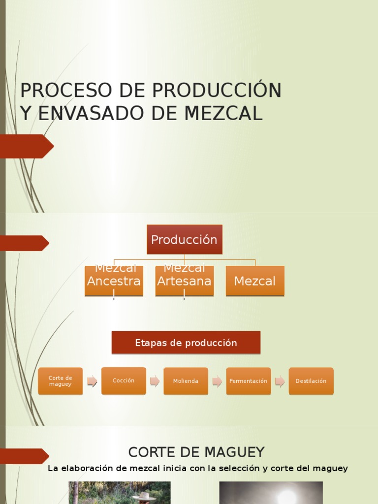 Proceso completo de producción y envasado de mezcal, desde el corte del ...